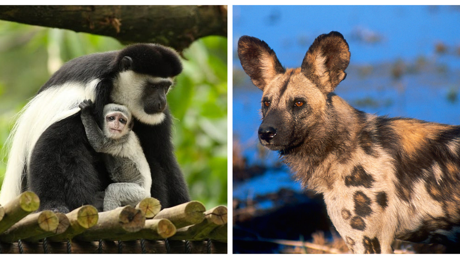 20 Animals Only Found In Africa (And Why They're Worth A Trip)