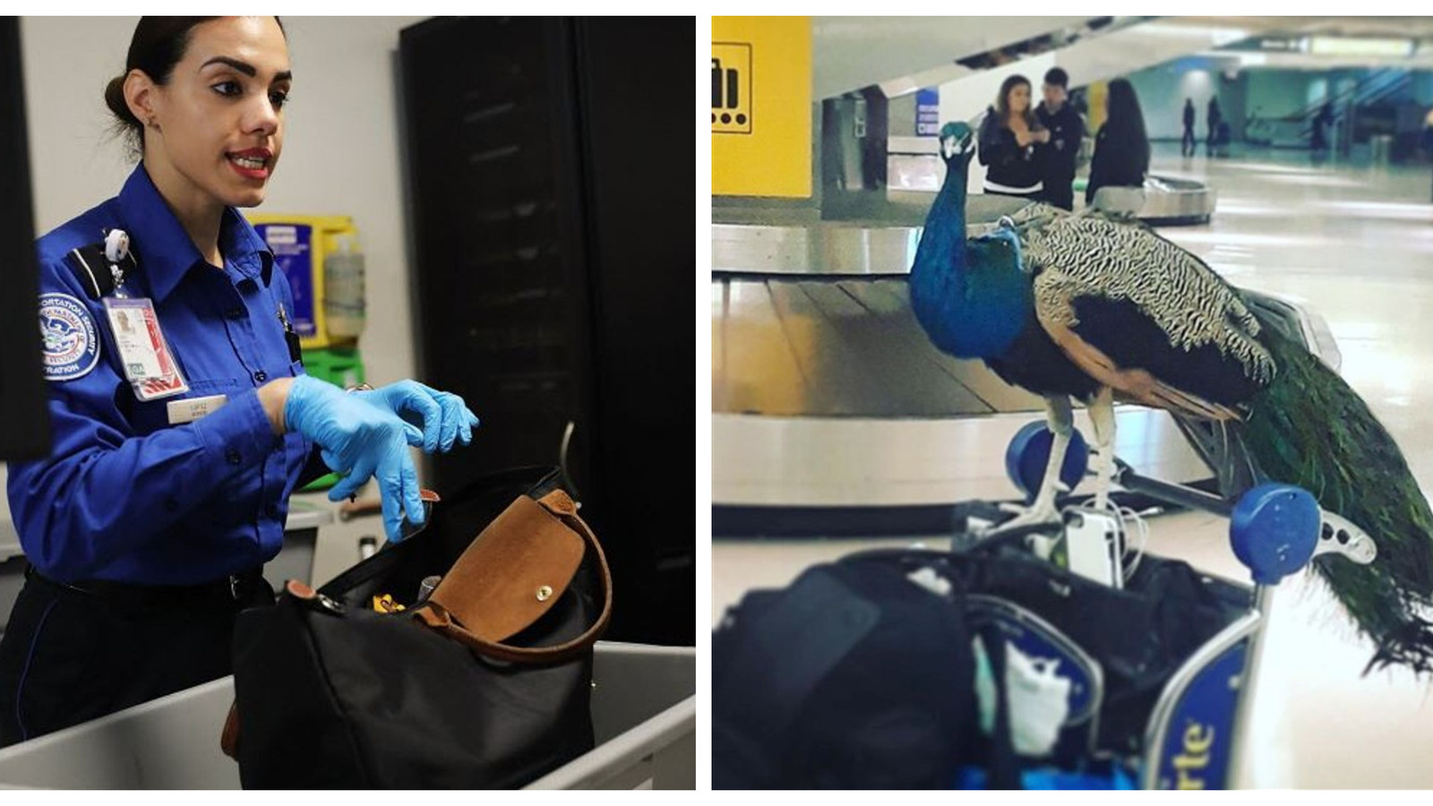 11 Weird Food Items We Definitely Can't Take On A Plane (11 We ...