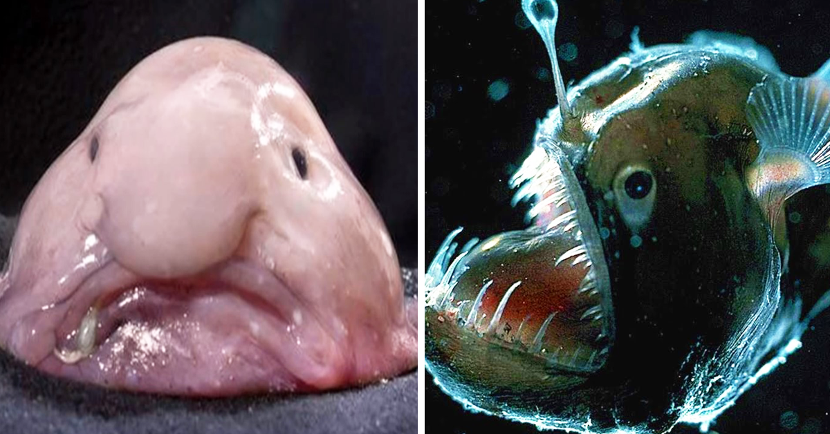 20 Creatures At The Bottom Of The Ocean That Make Even The Tough Guys ...
