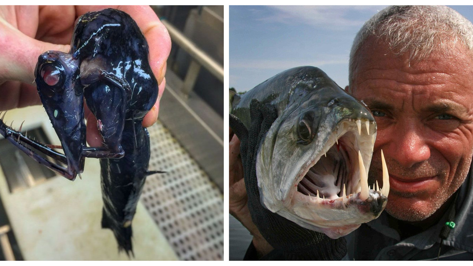 16 Creatures From River Monsters Caught On Camera (5 That Still Remain ...