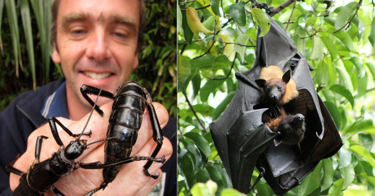 14 Creatures Scientists Thought Were Extinct, But Aren't (11 Gone Forever)