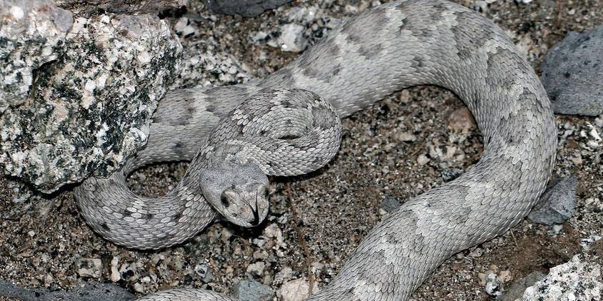 8 Places Around The World With The Most Venomous Snake Infestations