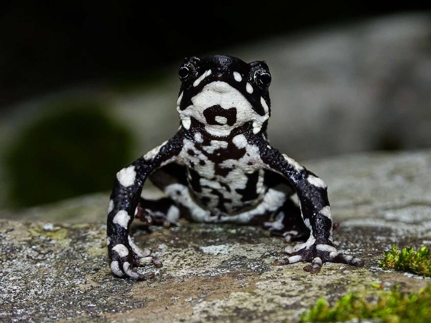 A Photographer In Canada Found A Toad With Eyes In Its Mouth, And ...