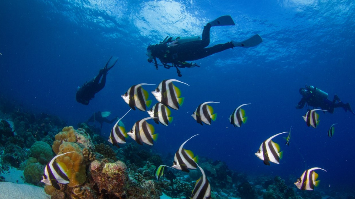 These Are The World's Best Dive Sites For Scuba Diving With Sharks