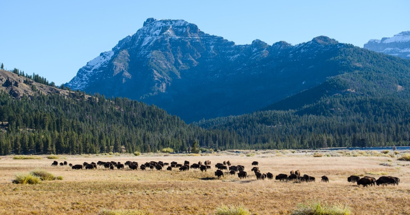 These Are 10 Places To See American Bison Roaming In The Wild