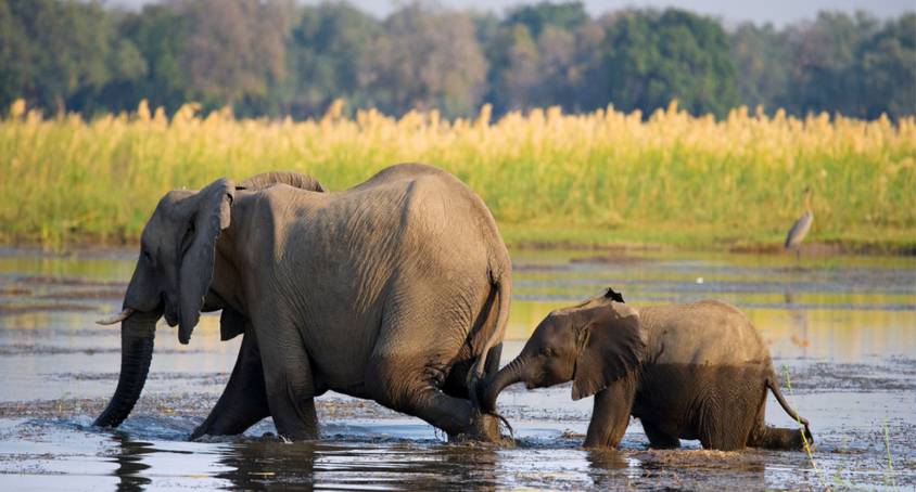 Ancient Civilizations Kept These Surprising Creatures As Pets