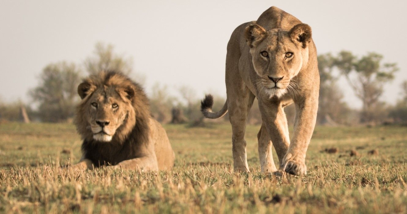 Immortality Is Real: These Animals Can Live Forever