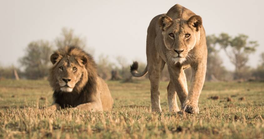 Immortality Is Real: These Animals Can Live Forever