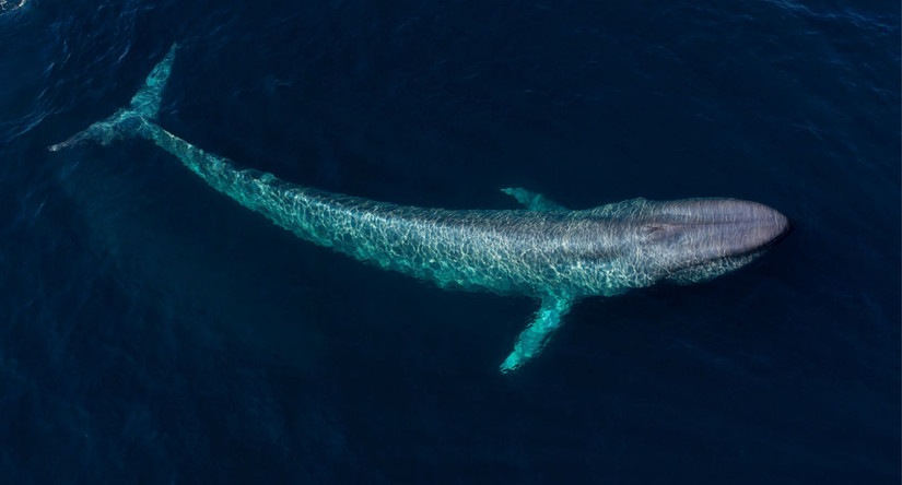 Where & When To See The Great Blue Whale Migration In San Diego