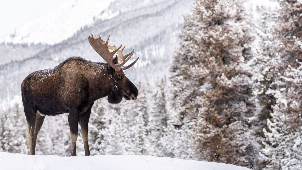 Where Can You See Moose In Maine? (With A Guided Tour!)