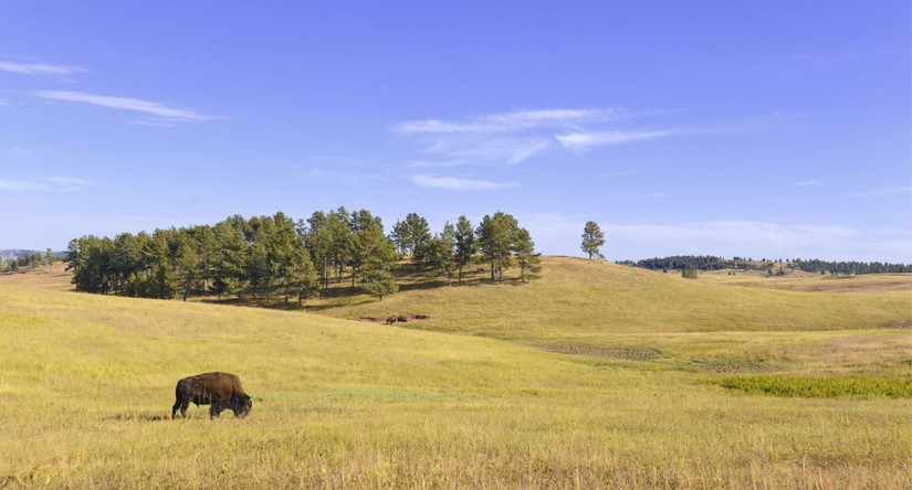 These Are 10 Places To See American Bison Roaming In The Wild