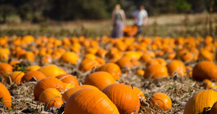 10 Best & Biggest Pumpkin Patches In Ohio