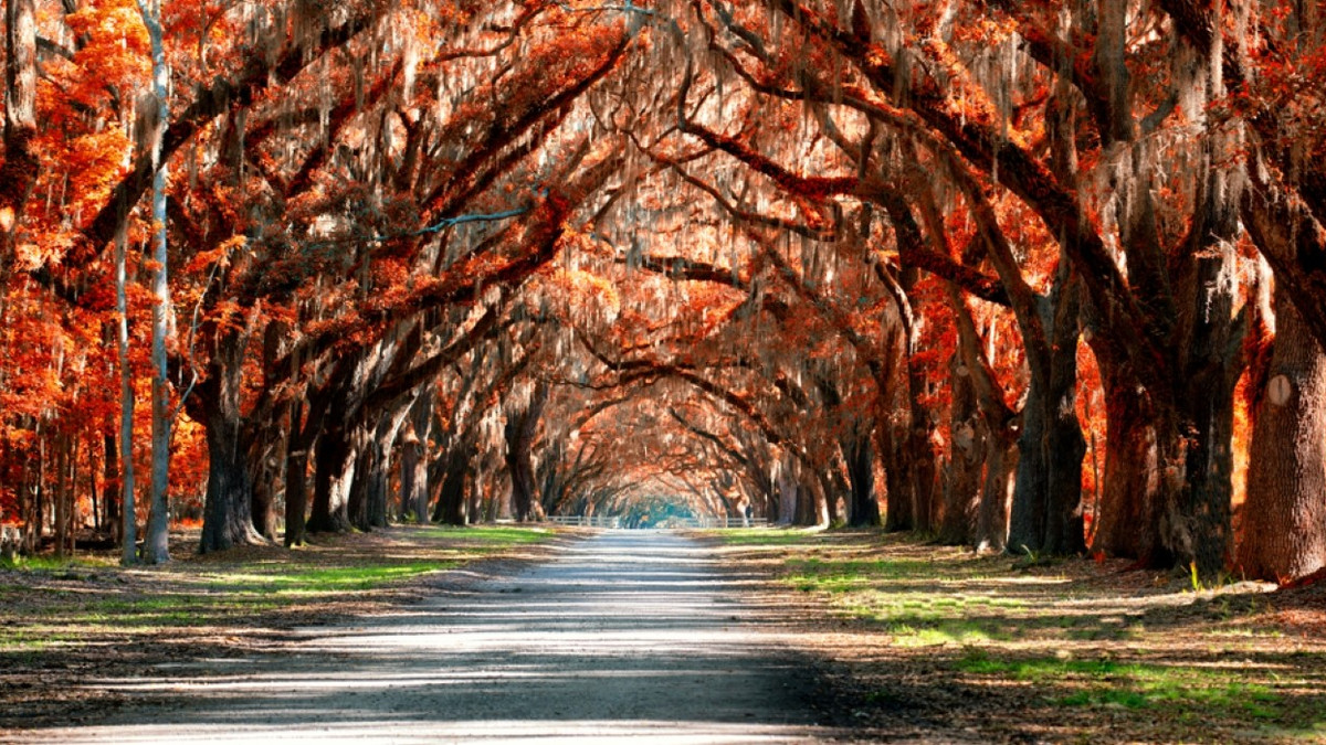 10 Festive Ways To Celebrate Fall In Savannah, Georgia