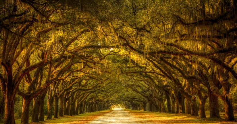 Fall Is The Best Time To Visit Savannah: 10 Things To Cross Off Your ...