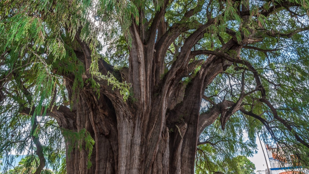 Here's What To Know About Visiting El Tule, Mexico's 2,000-Year-Old ...