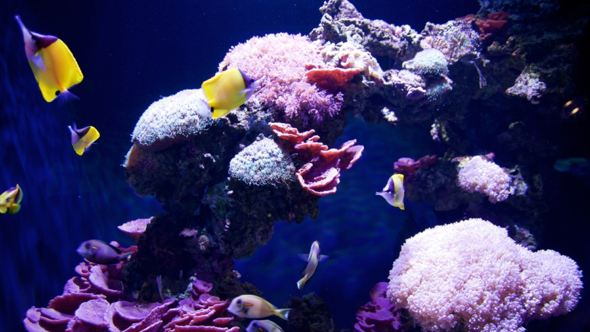 A Guide To The Amazing Marine Life Found At The Seattle Aquarium