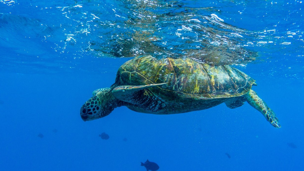 Here's What You Need To Know About Snorkeling In Oahu's Turtle Canyon
