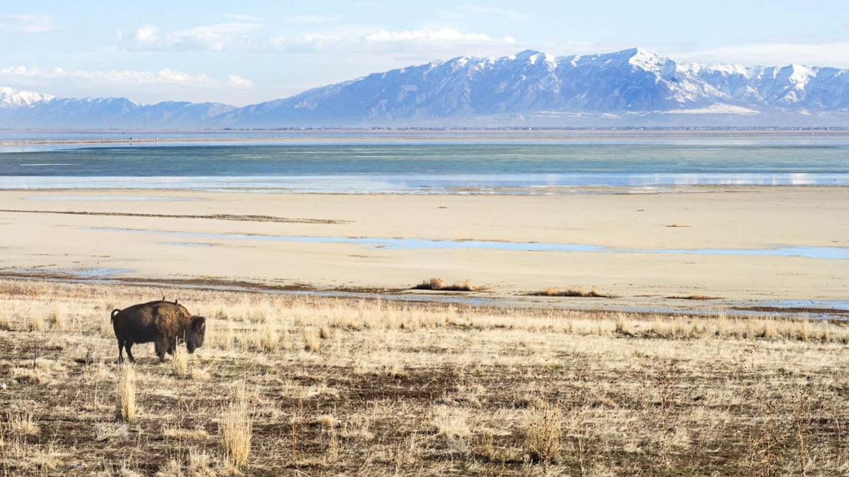 Hike This Island Just Out Of Salt Lake City Surrounded By Roaming Bison ...