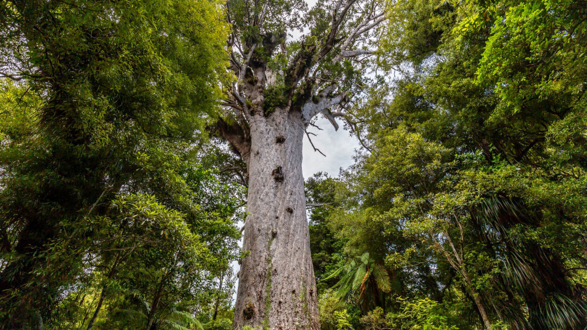 As Impressive As Sequoias: See New Zealand's Giant & Sacred Kauri Trees