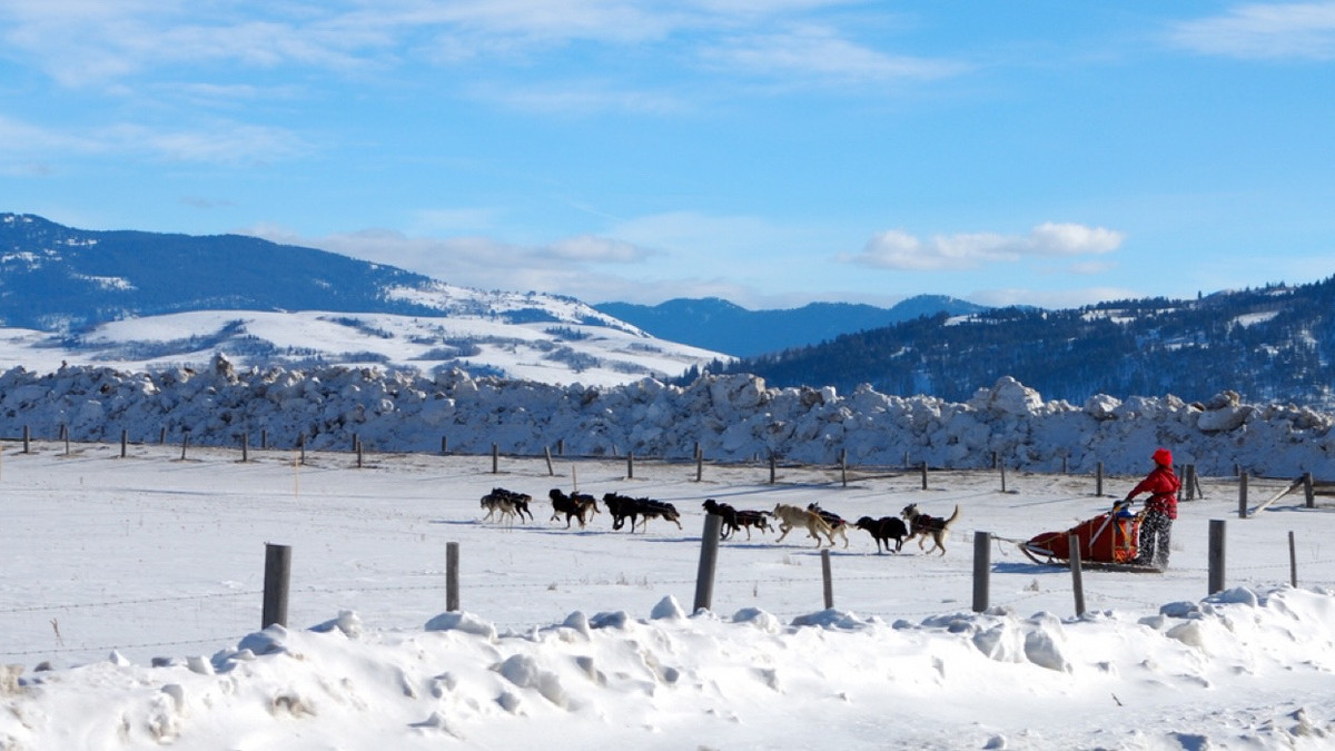 14 Awesome Dog Sledding Trips In The US