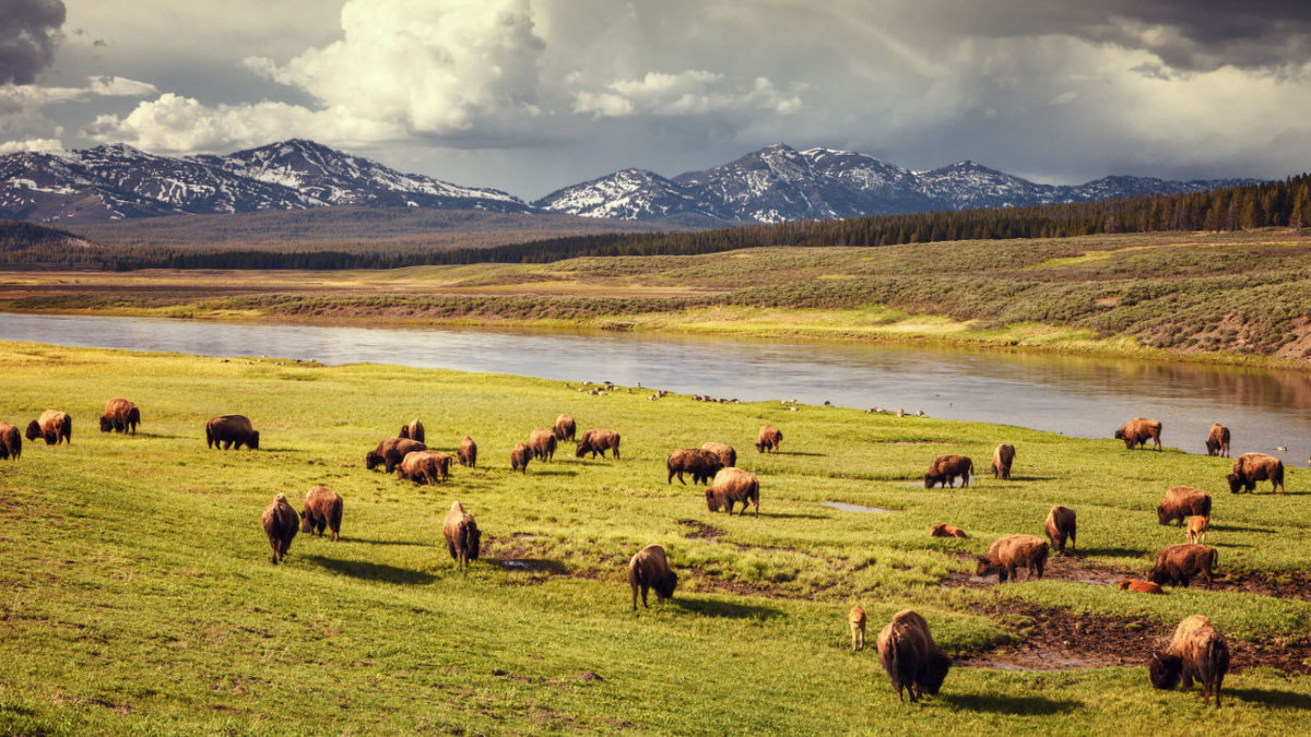 These Are 10 Places To See American Bison Roaming In The Wild