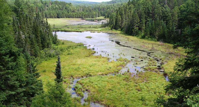 boreal forest platform