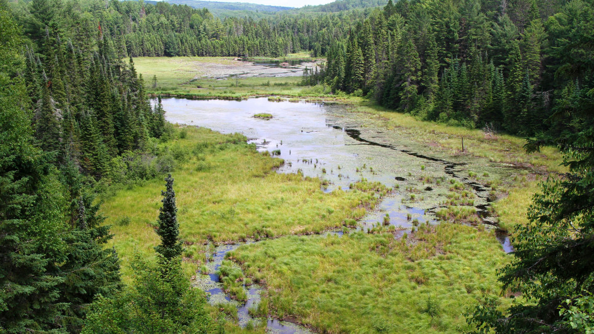 What To Know Of Canada's Massive Boreal Forest (& How To Visit)