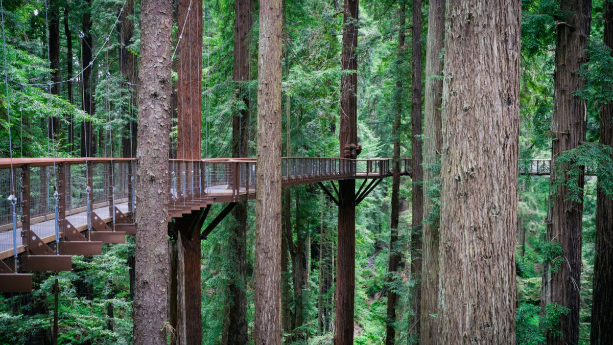 Walk High Among The Redwoods With The Redwoods Sky Walk