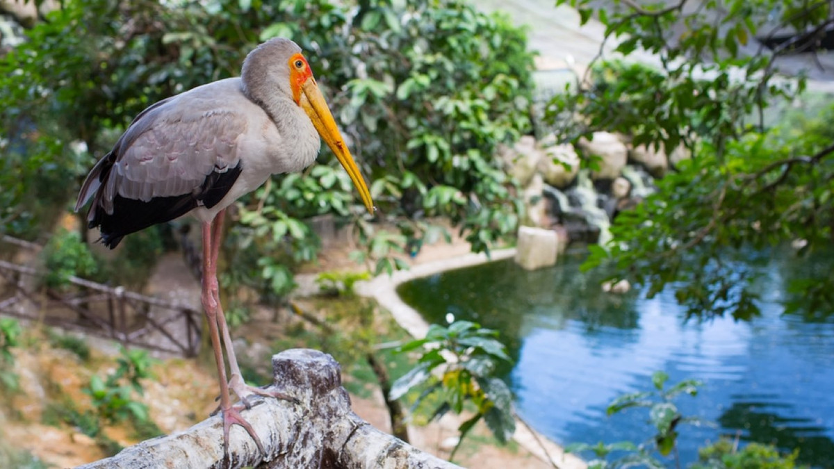 10 Exotic Animal Reserves & Sanctuaries That Will Leave You With ...