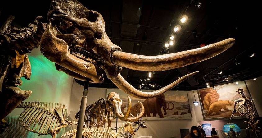 These Are The Best Places To See Fossils In The U.S.