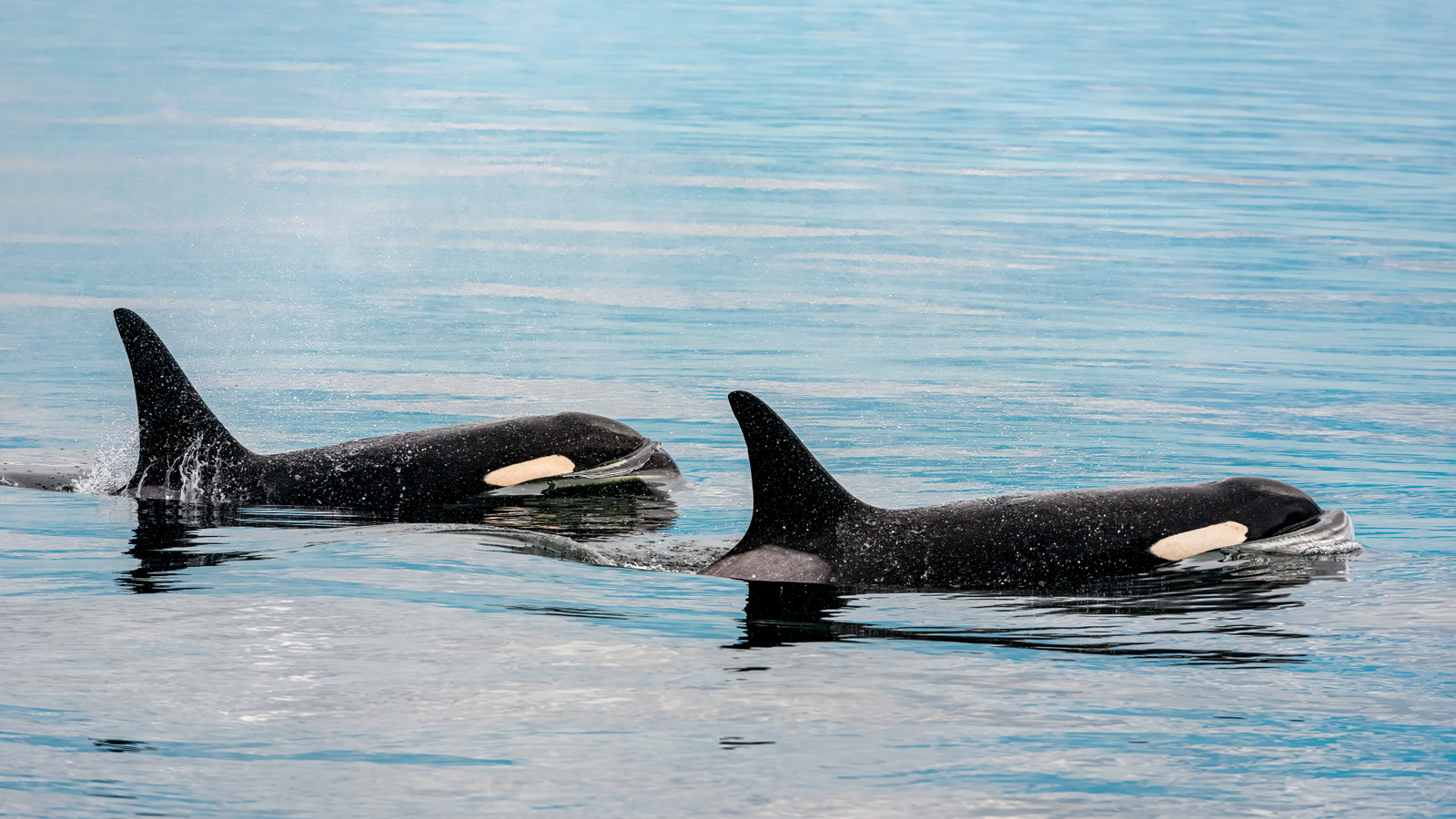 Orcas Have Been Going For A Prickly Snack, Targeting This ...