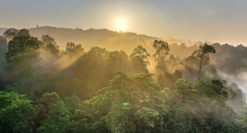 These Are 10 Countries With Tropical Rainforests Worth Seeing In Person