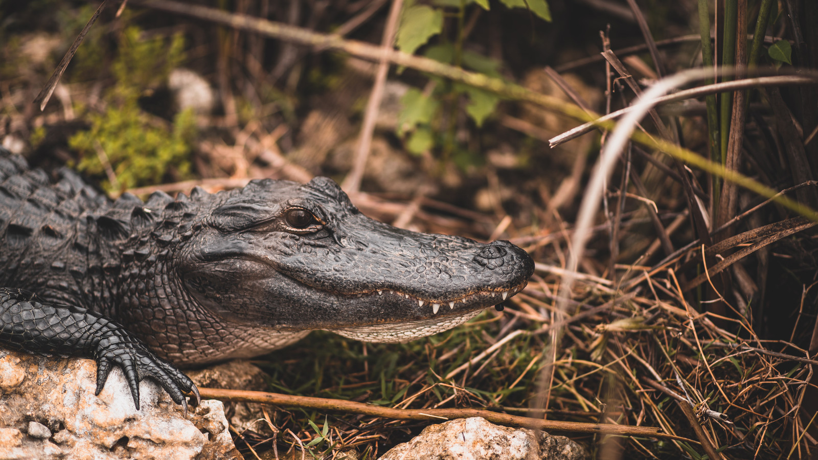 Where To Watch Alligators Expanding Into Tennessee (For The First Time)