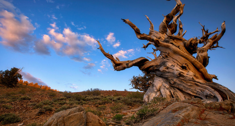Meet Methuselah: The World's Oldest Tree In California's Ancient ...