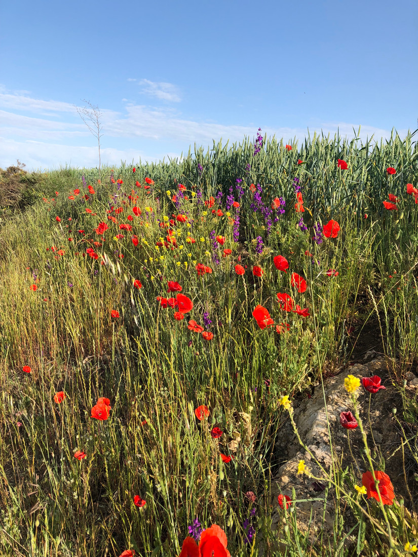 The Camino De Santiago: Which Route, When To Go And Considerations For ...