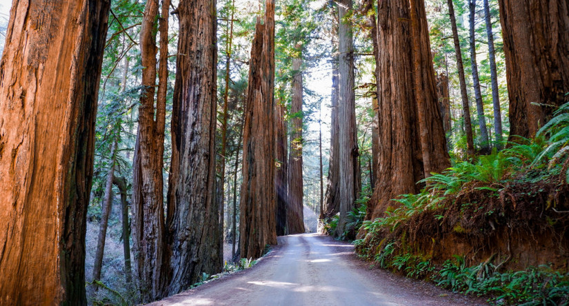 California National Park Calls On The Public To Find Mystery Visitor ...