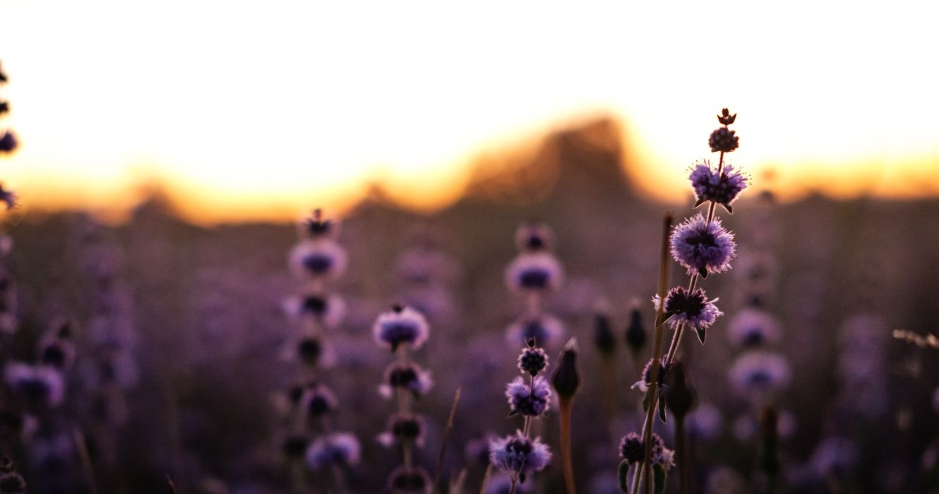 15 Things To Do In Eugene: Complete Guide To A Surprising Oregon Gem