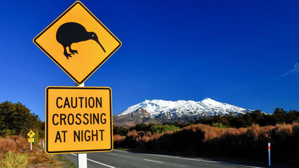 How To Actually See New Zealand's Most Iconic, But Elusive Kiwi Bird
