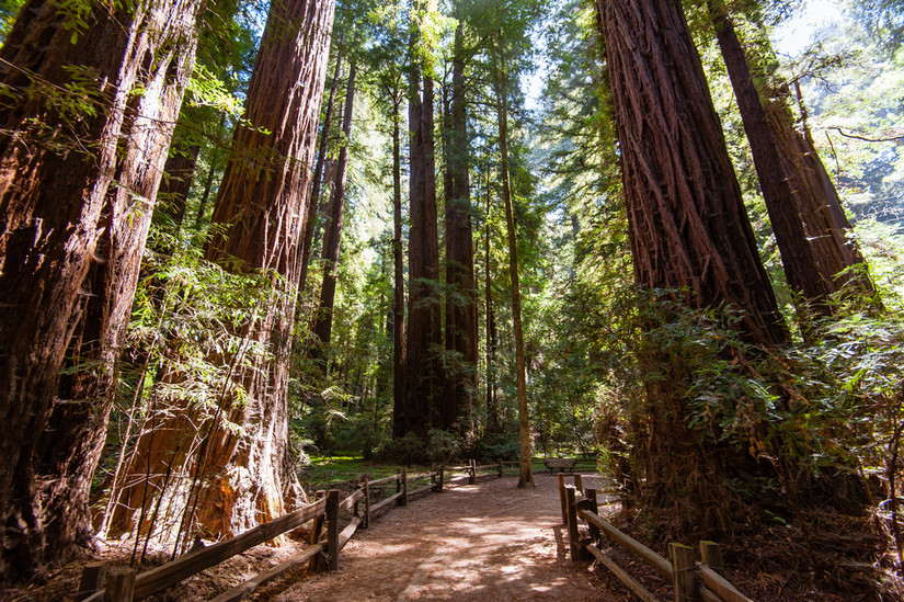 Drive Amongst The Redwoods On This Narrow Old Stagecoach Road In ...