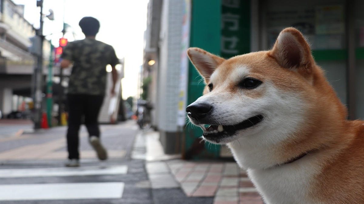 10 Dog-Friendly Spots In Tokyo For A Pawfect Day Trip