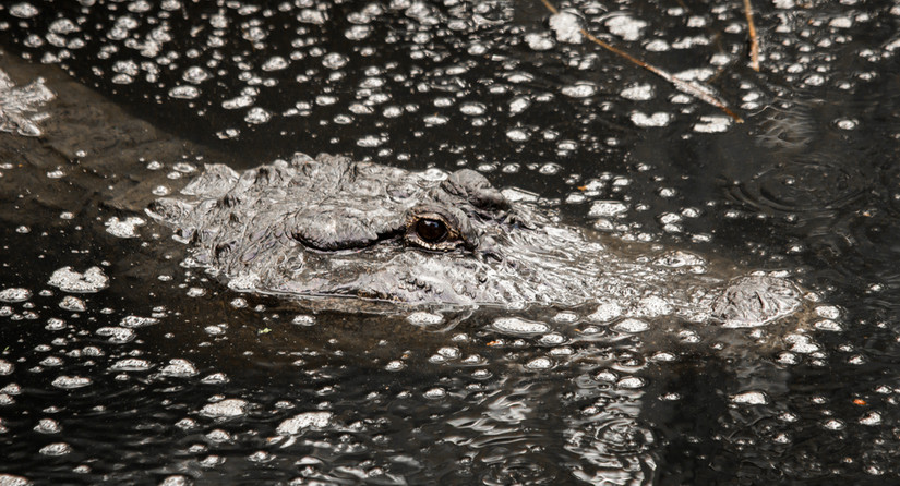Where To Watch Alligators Expanding Into Tennessee (For The First Time)