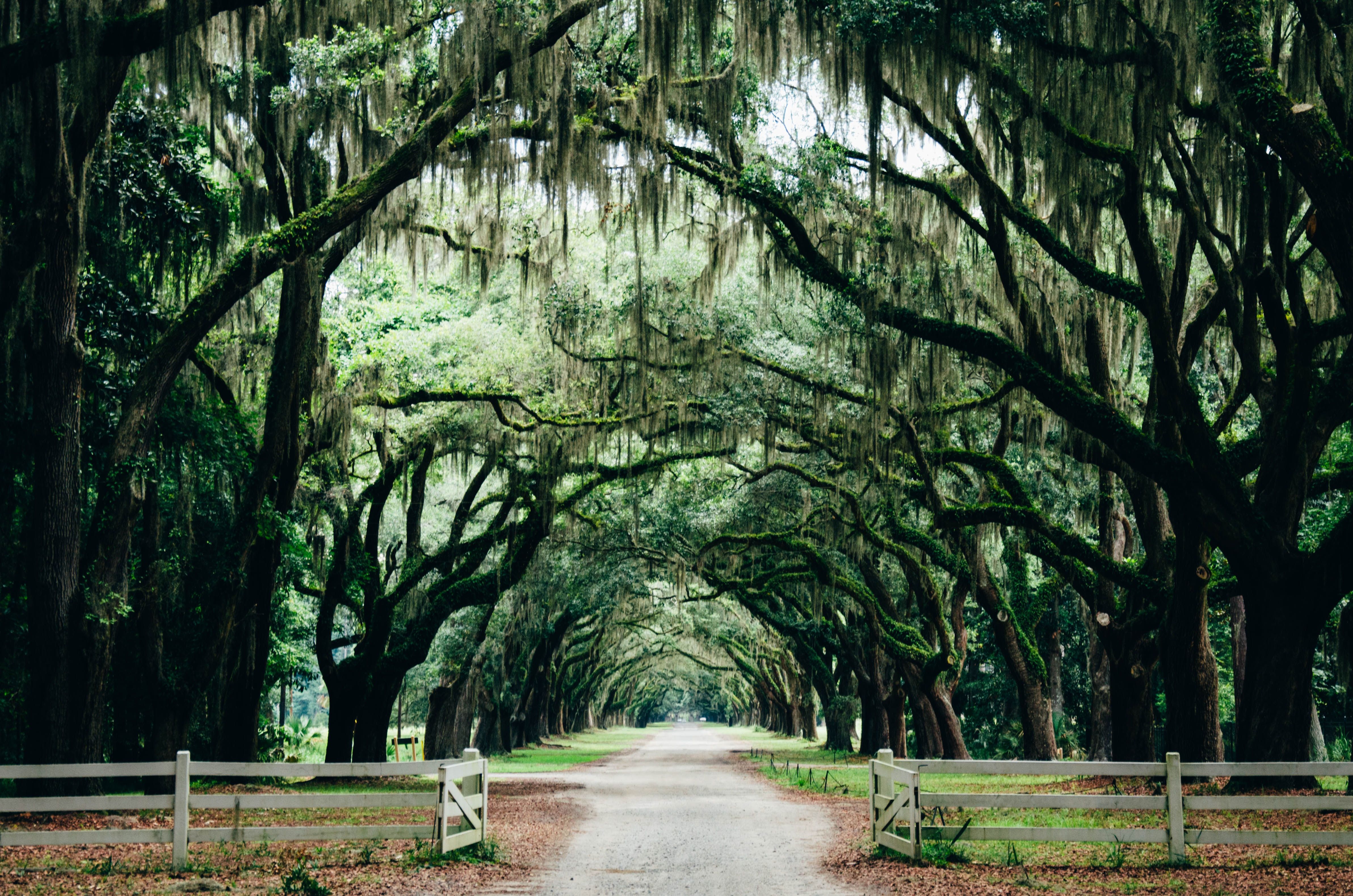 A Southern Dream: The Ultimate Guide To Savannah & Things To Do