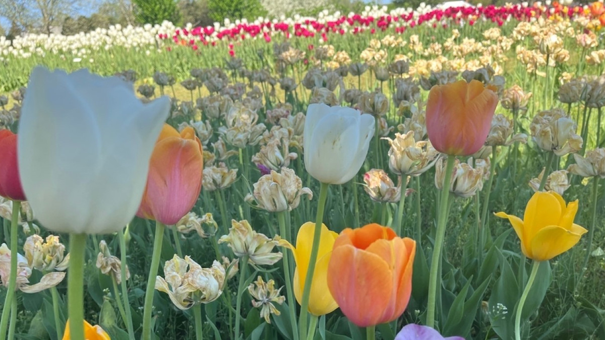 10 Most Extravagant State-Side Tulip Festivals