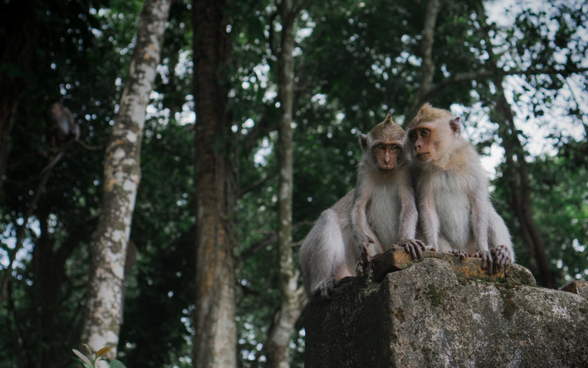 This Florida State Park Is Home To An Invasive Colony Of Macaque Monkeys