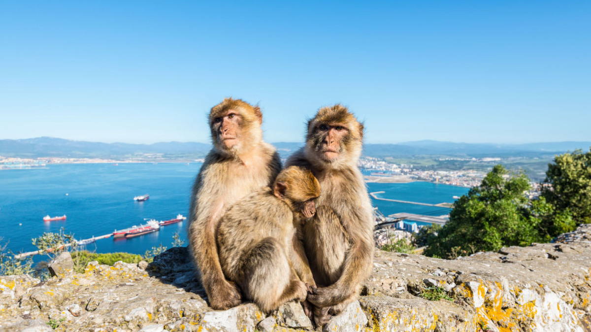 What To Know About Visiting The Gibraltar Macaques: The Only Wild ...