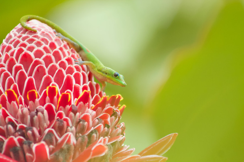 Akaka Falls State Park's Flora & Fauna: Discovering The Park's Rich ...