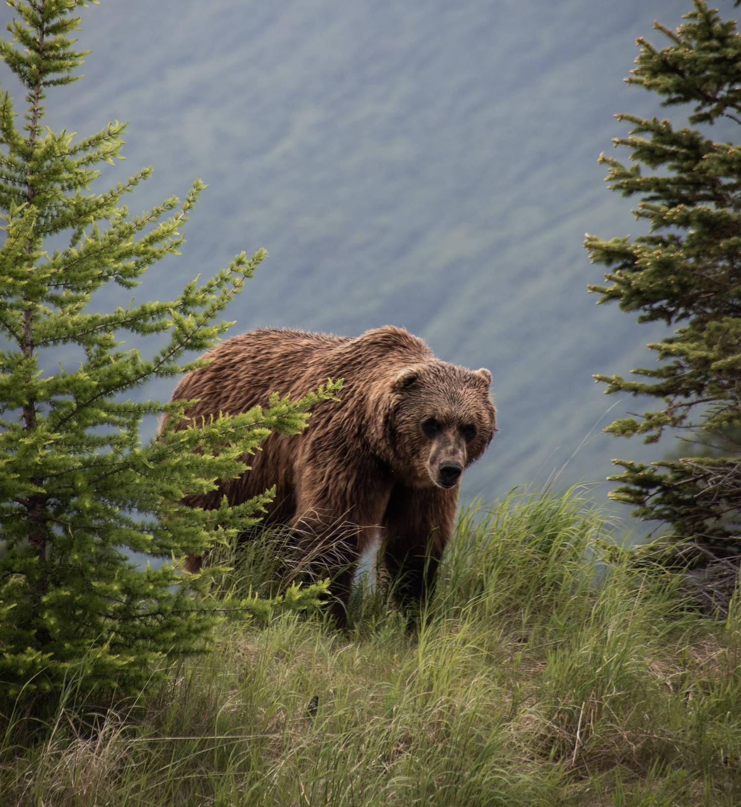 Beyond Bear Spray: 10 Essential Gear Items If You're Hiking In Bear ...