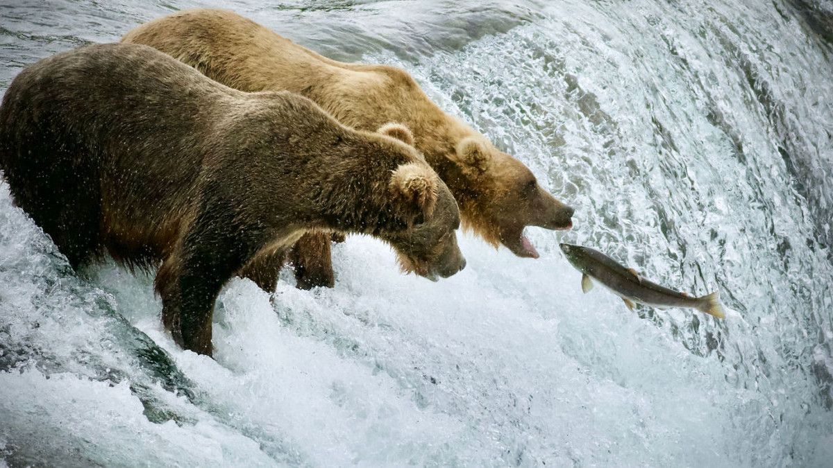 Top 7 Destinations For Thrilling (But Safe) Bear Encounters