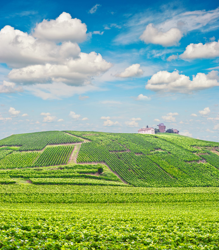 10 Of The Most Beautiful Vineyards In The Whole World