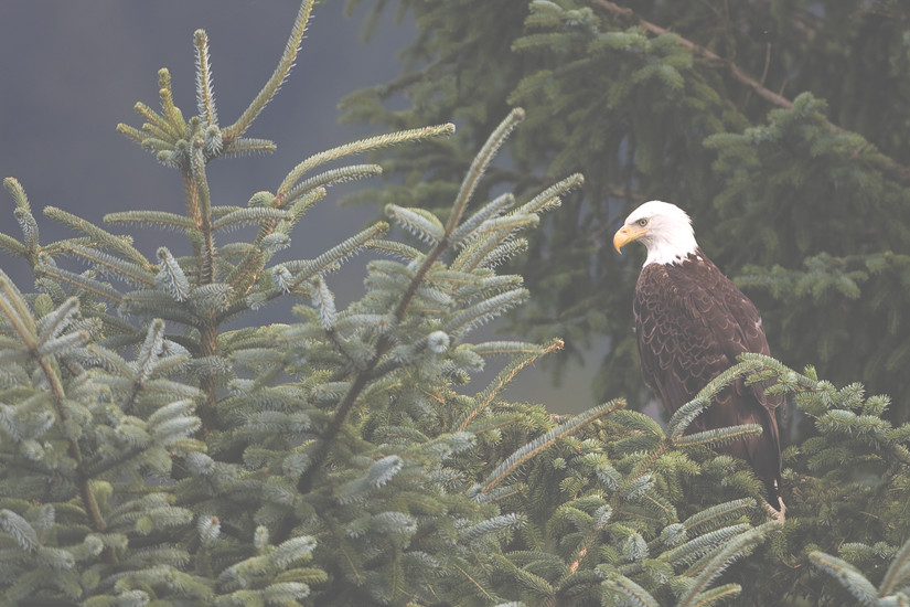 10 Things To Do In Juneau: Complete Guide To One Of Alaska's Most ...